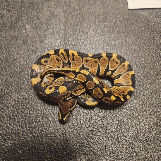Normal Het Monsoon Ball Python by Triangle Reptile and Rodents