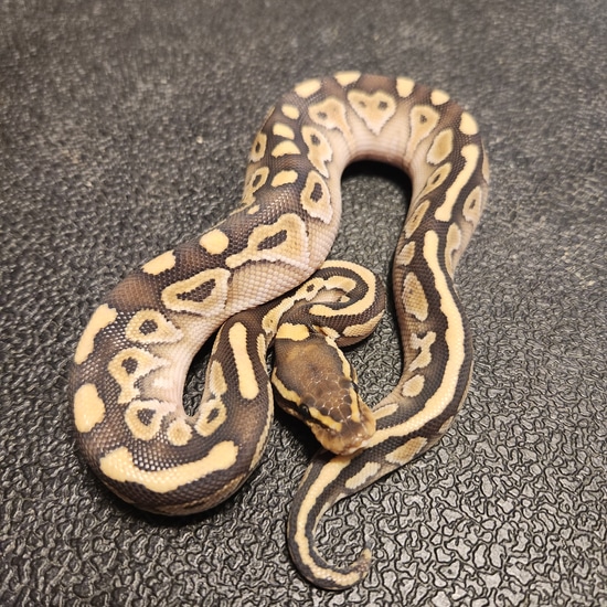 Lesser DH Monsoon Clown Ball Python by Triangle Reptile and Rodents