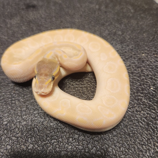 Crystal Het Monsoon Ball Python by Triangle Reptile and Rodents