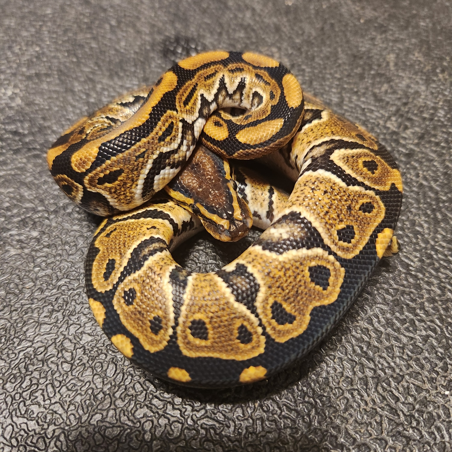 DH Monsoon Clown