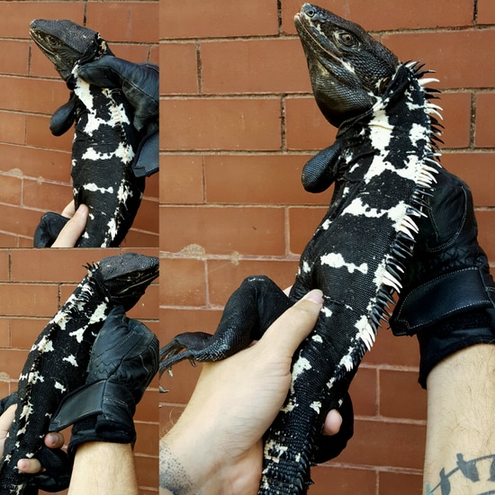 Adult Pied Pectinata More Lizard by Gulfcoast Reptiles & Exotics