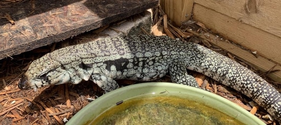 Breeding Trio Of Pure Blue Tegus Argentine Tegus By Gulfcoast Reptiles