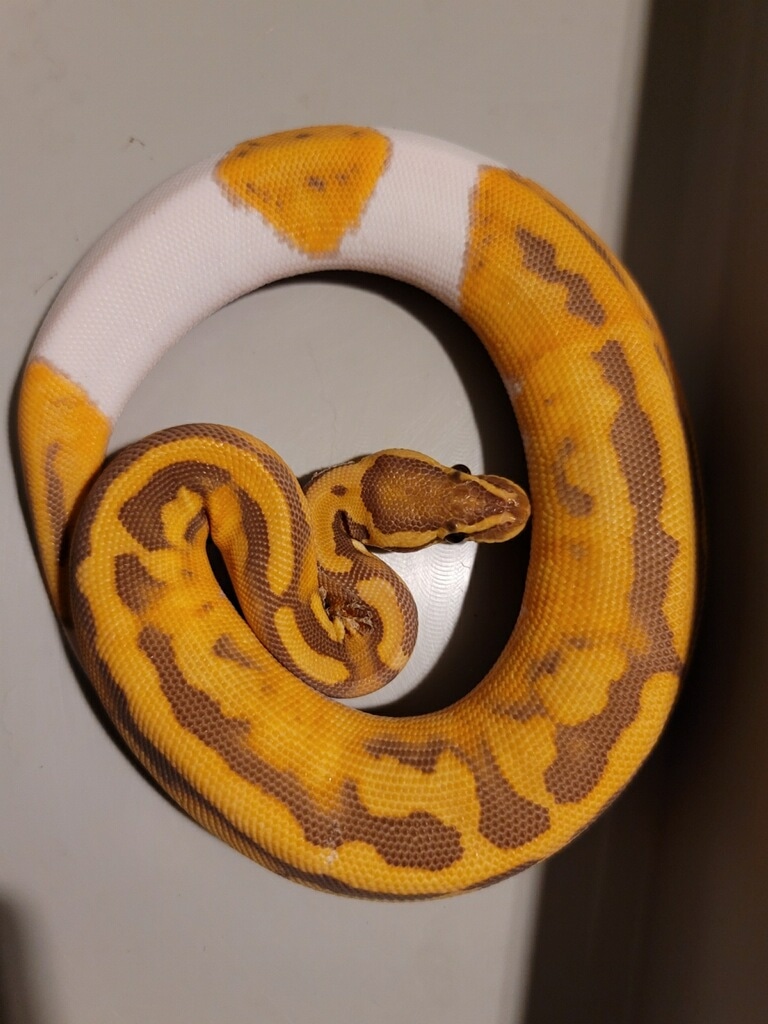 Ultramel Pied Female Ball Python by HardBall Pythons - MorphMarket