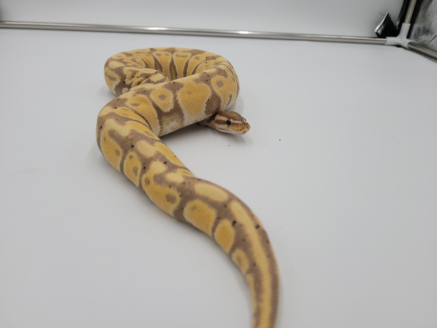 Banana 100% Het Clown (Female Maker) Ball Python by Vision's Ball ...