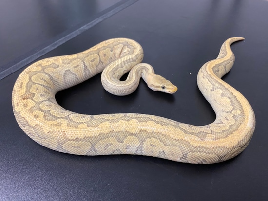Mojave Pastel Pinstripe Ghost Ball Python by WD6 Royals