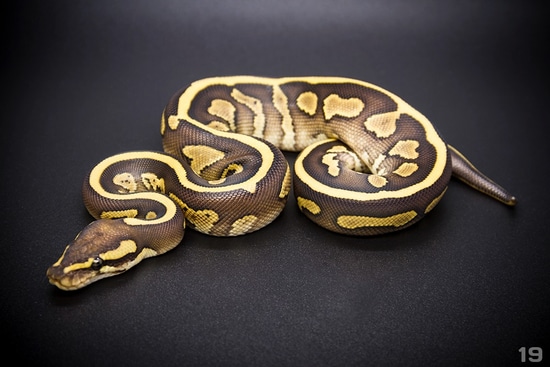 Leopard Fire Lesser Ball Python by WD6 Royals