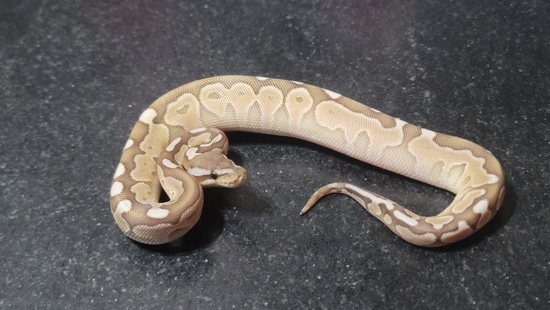 Lesser Cinnamon Ball Python by Port City Reptiles