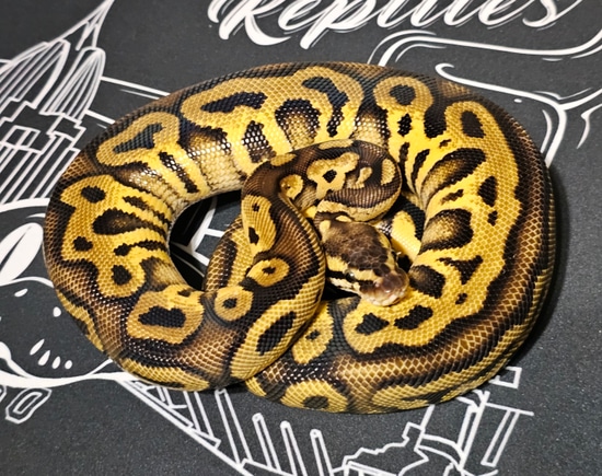 Pastel Leopard Yellow Belly Ball Python by Port City Reptiles