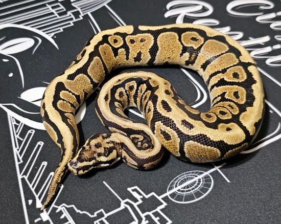 Spotnose Yellow Belly Or Spark Ball Python by Port City Reptiles