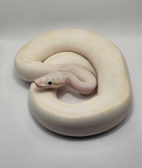Super Pastel Ivory Ball Python by Port City Reptiles