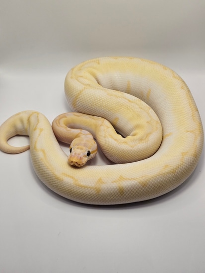 Banana Bamboo Bumble Bee Ball Python by Port City Reptiles