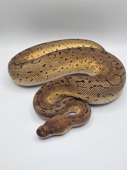Pinstripe Clown Ball Python by Port City Reptiles