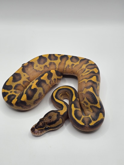 Leopard Highway Ball Python by Port City Reptiles