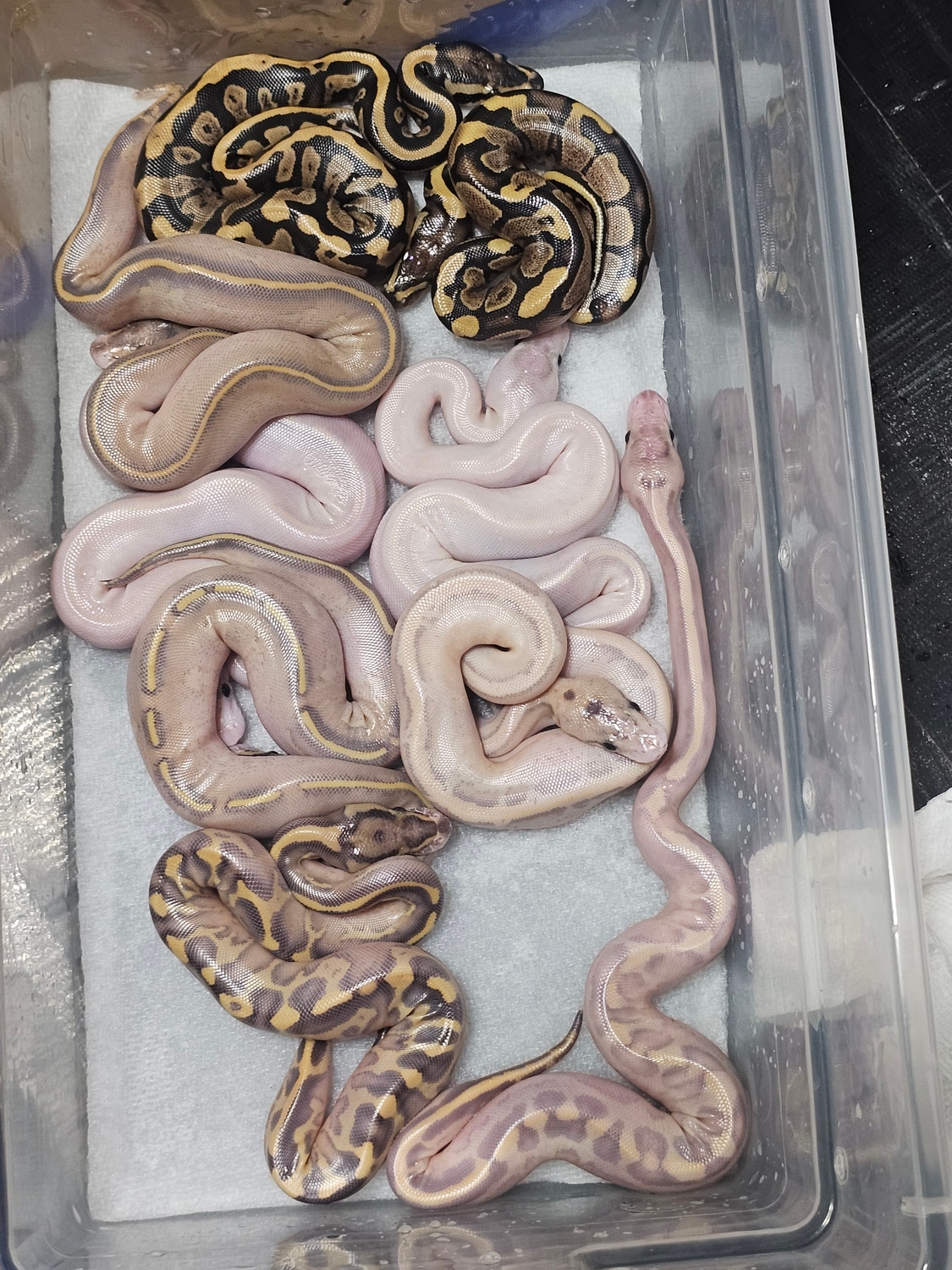 Ball Python Clutch: ConfusionLeopardYb-Highway by Port City Reptiles ...