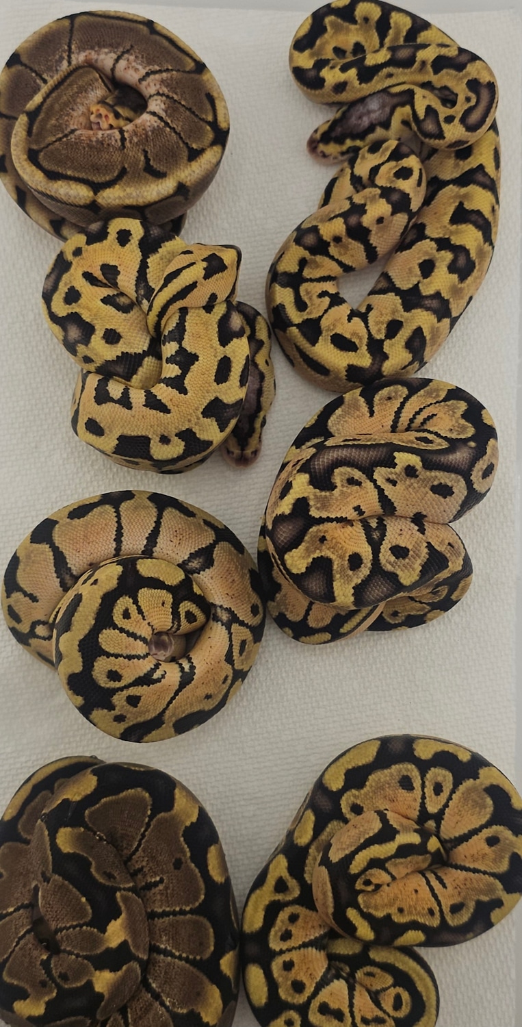 Ball Python Clutch: PastelVanillaHetPuzz-SpiderHetPuzz by Port City ...