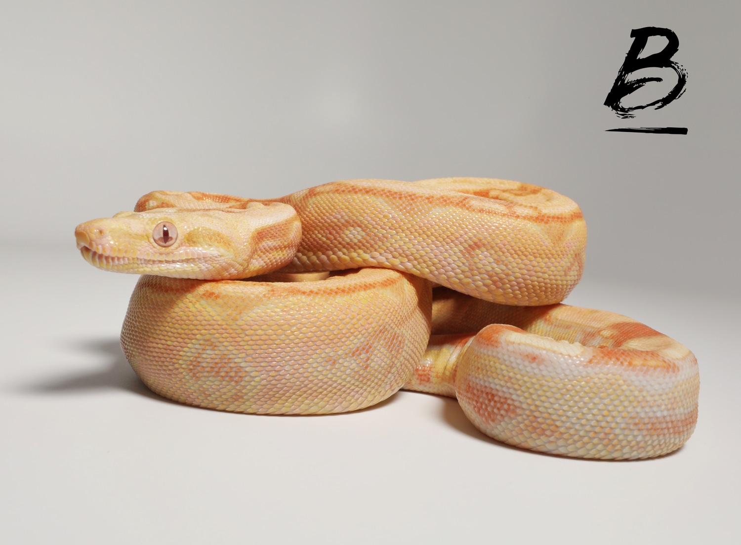 Sunglow Arabesque Roswell Laddertail Albino (Kahl) Pos Kubsch Pastel ...