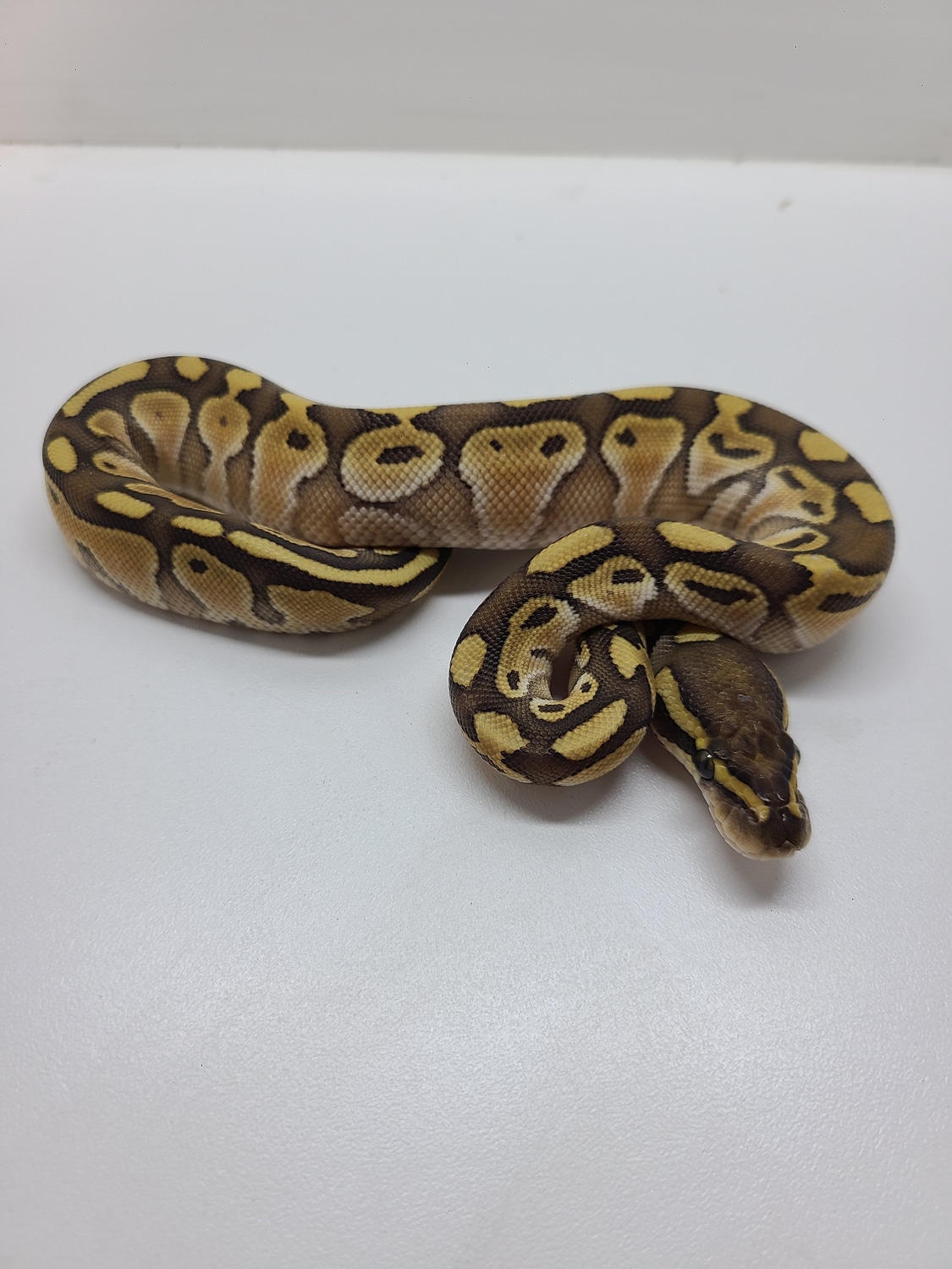 Butter Ball Python by Safe haven exotics SD - MorphMarket