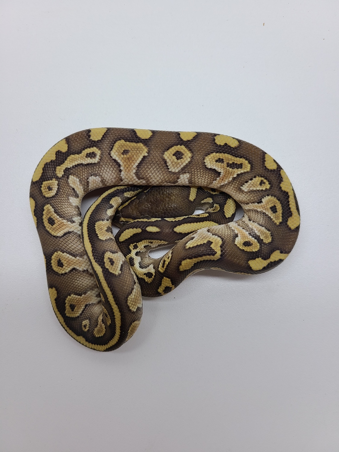 Butter Ball Python by Safe haven exotics SD - MorphMarket