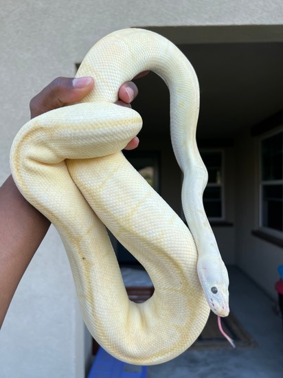 1.1 Breeding Pair Of Banana Clown Combos Ball Python by We_Got_herps