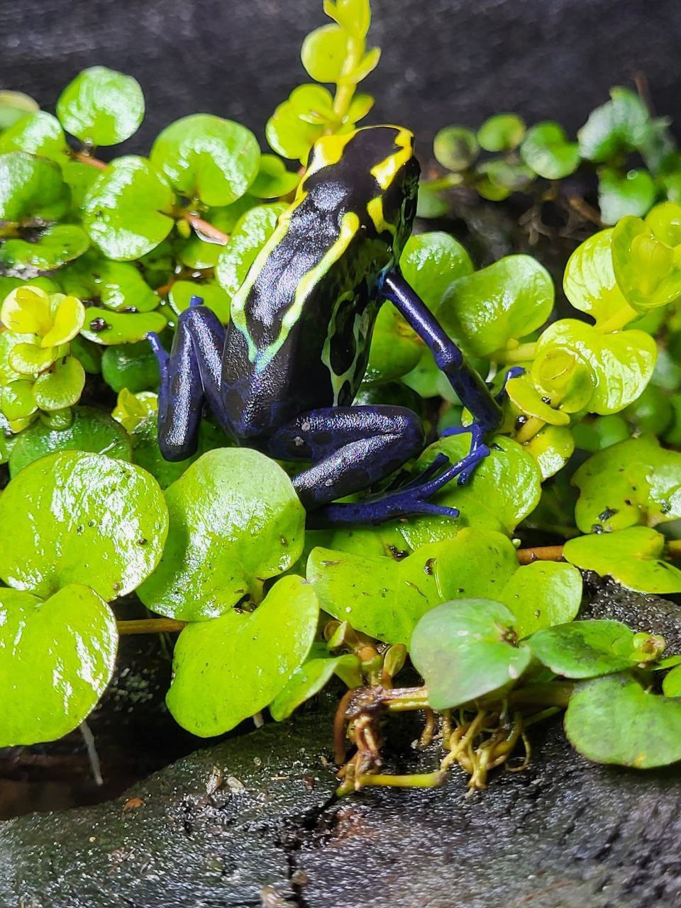 Cobalt Dart Frogs Dyeing Dart Frog by Basement Creatures - MorphMarket