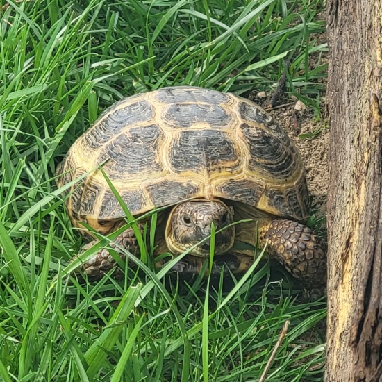 Russian Tortoise by Basement Creatures