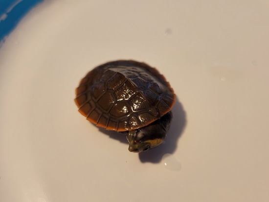 Pinkbelly Side Neck Turtles Side-Necked Turtle by Basement Creatures