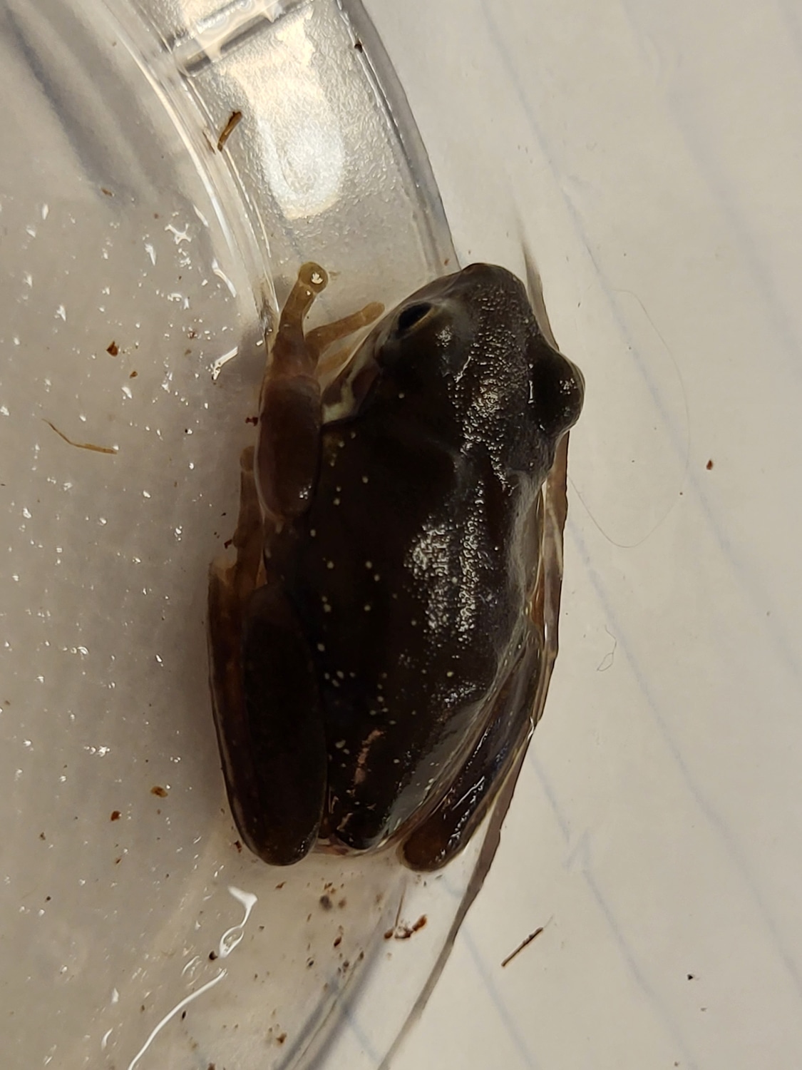 Snowflake White's Tree Frog by Basement Creatures - MorphMarket