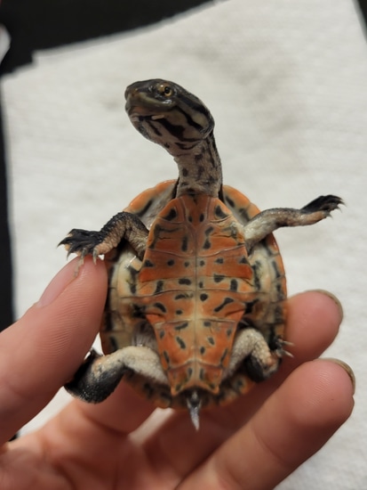 Geoffroy's Side-Necked Turtle by Basement Creatures