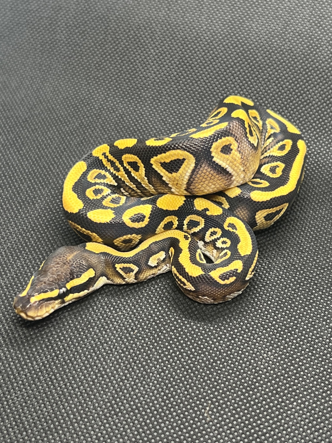 Mojave Asphalt/yellowbelly Het Hypo 50% Het G Stripe Ball Python by Zing Zing Exotics - MorphMarket