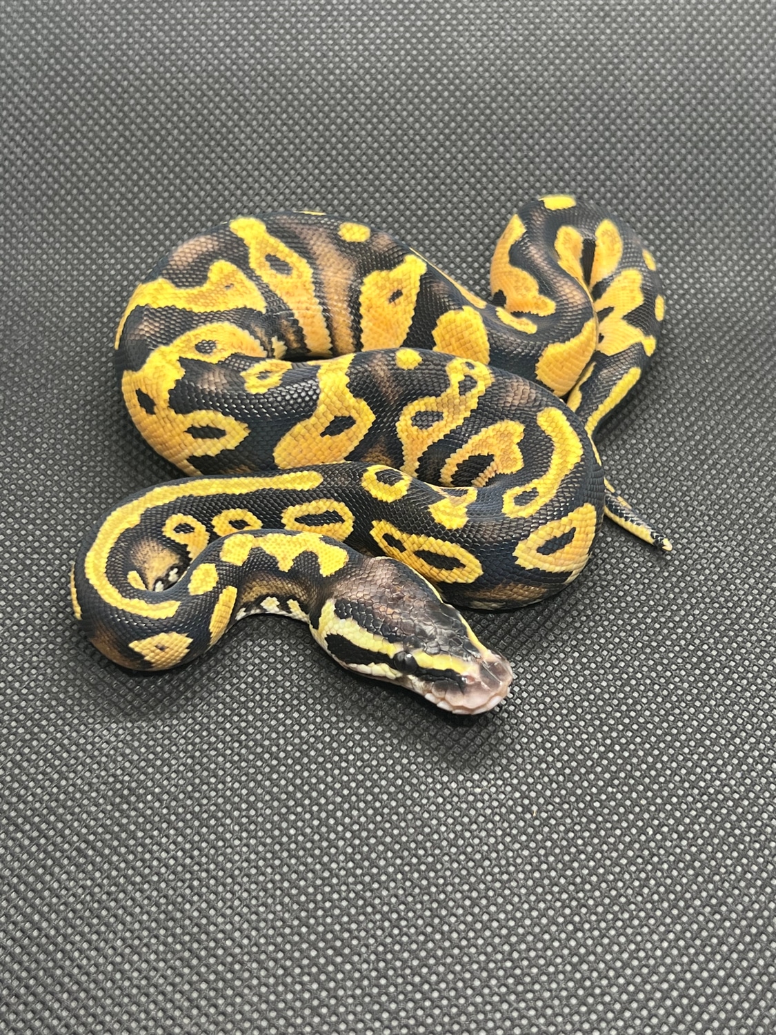 Pastel Ghi Asphalt/yellowbelly Ball Python by Zing Zing Exotics ...