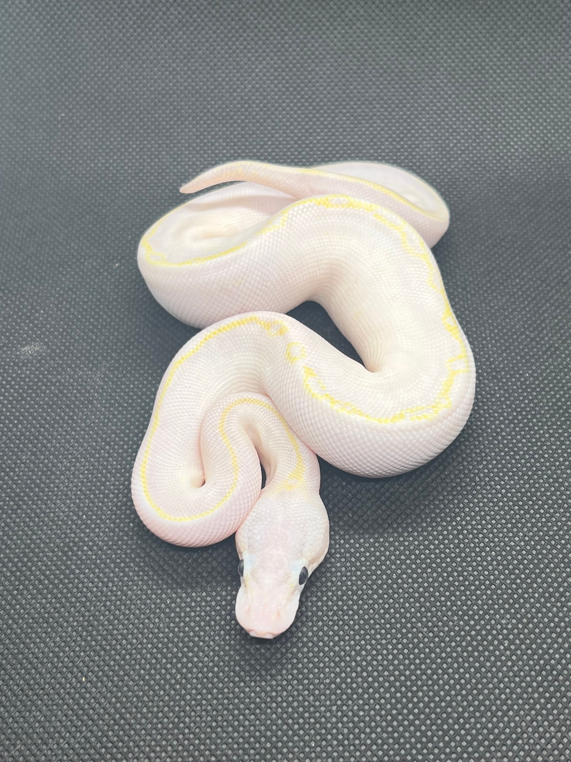 Ivory Ball Python by Zing Zing Exotics - MorphMarket