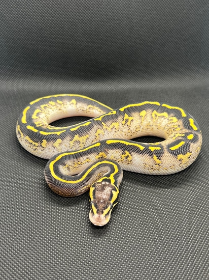 Pastel Freeway Paradox Ball Python by Zing Zing Exotics