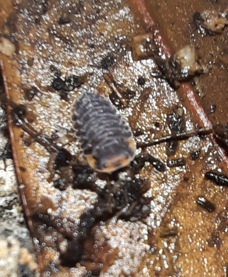 Shiny Gators 10ct Isopod by Weird Critterz LLC