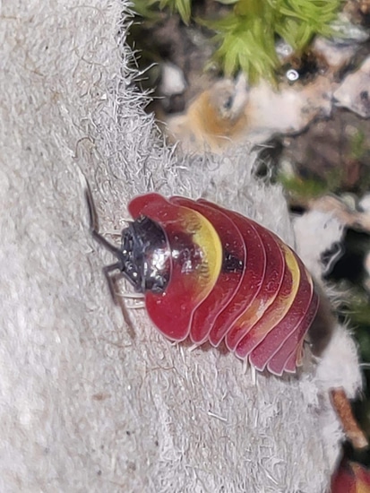 Merulanella Scarlet 5ct Isopod by Weird Critterz LLC