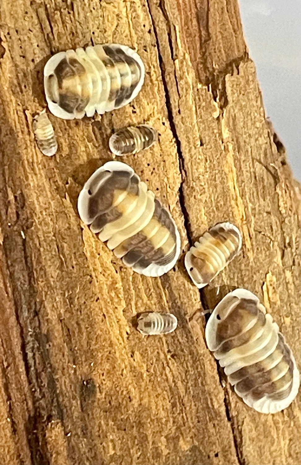 Cappuccino 10ct Isopod by Weird Critterz LLC - MorphMarket