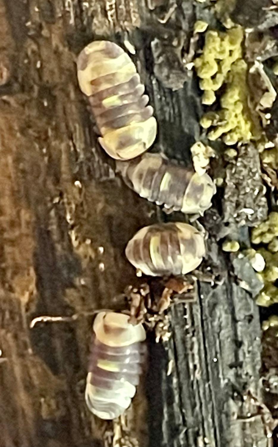 Amber Firefly 10 Ct Isopod by Weird Critterz LLC - MorphMarket