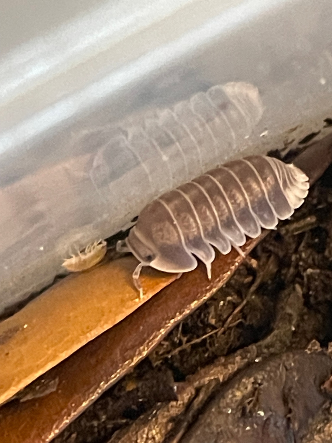 Cubaris White Sides 10ct Isopod by Weird Critterz LLC - MorphMarket