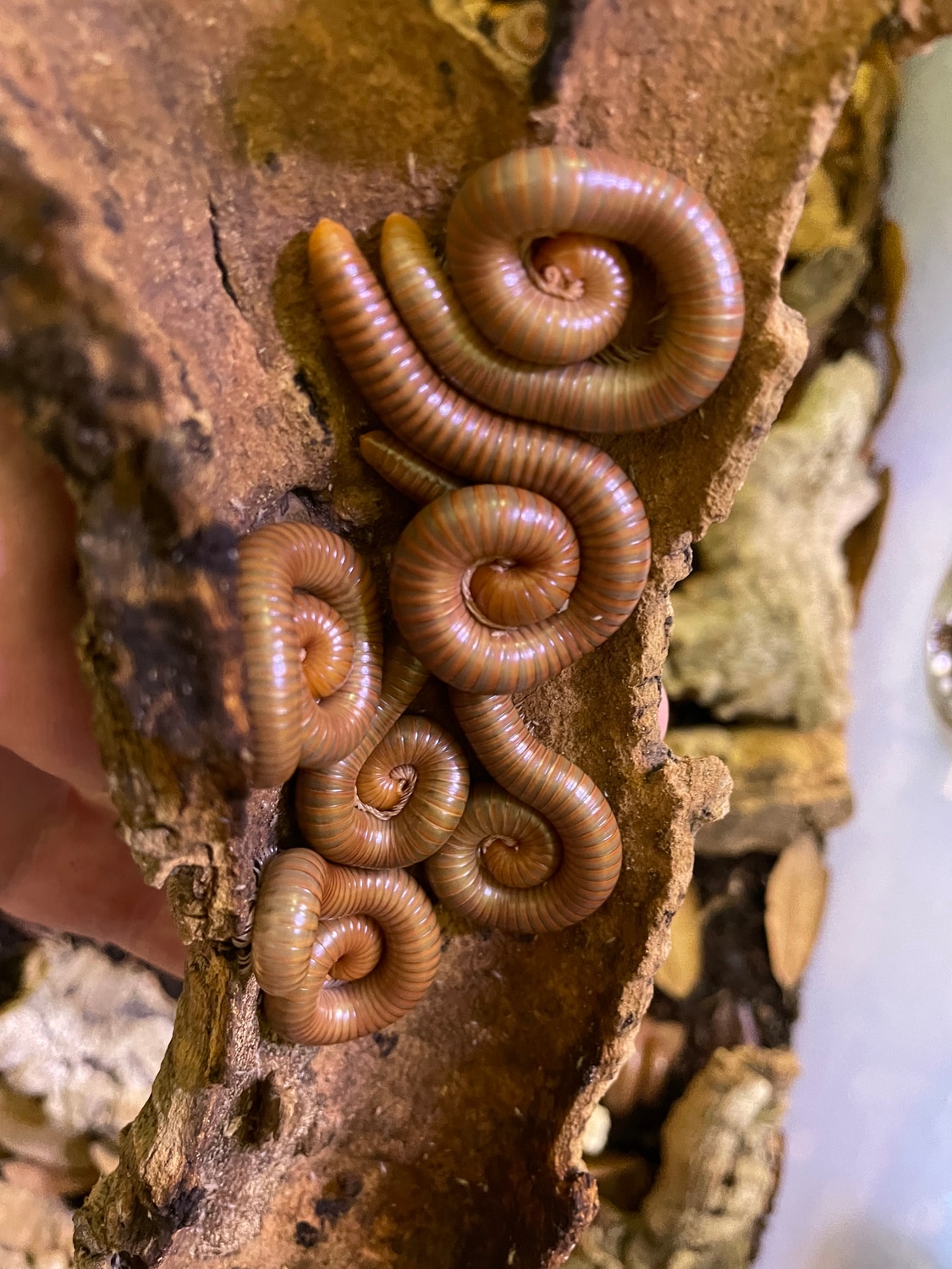 Olive Banded (Spirostreptus Sp. #1) Millipede by Weird Critterz LLC ...