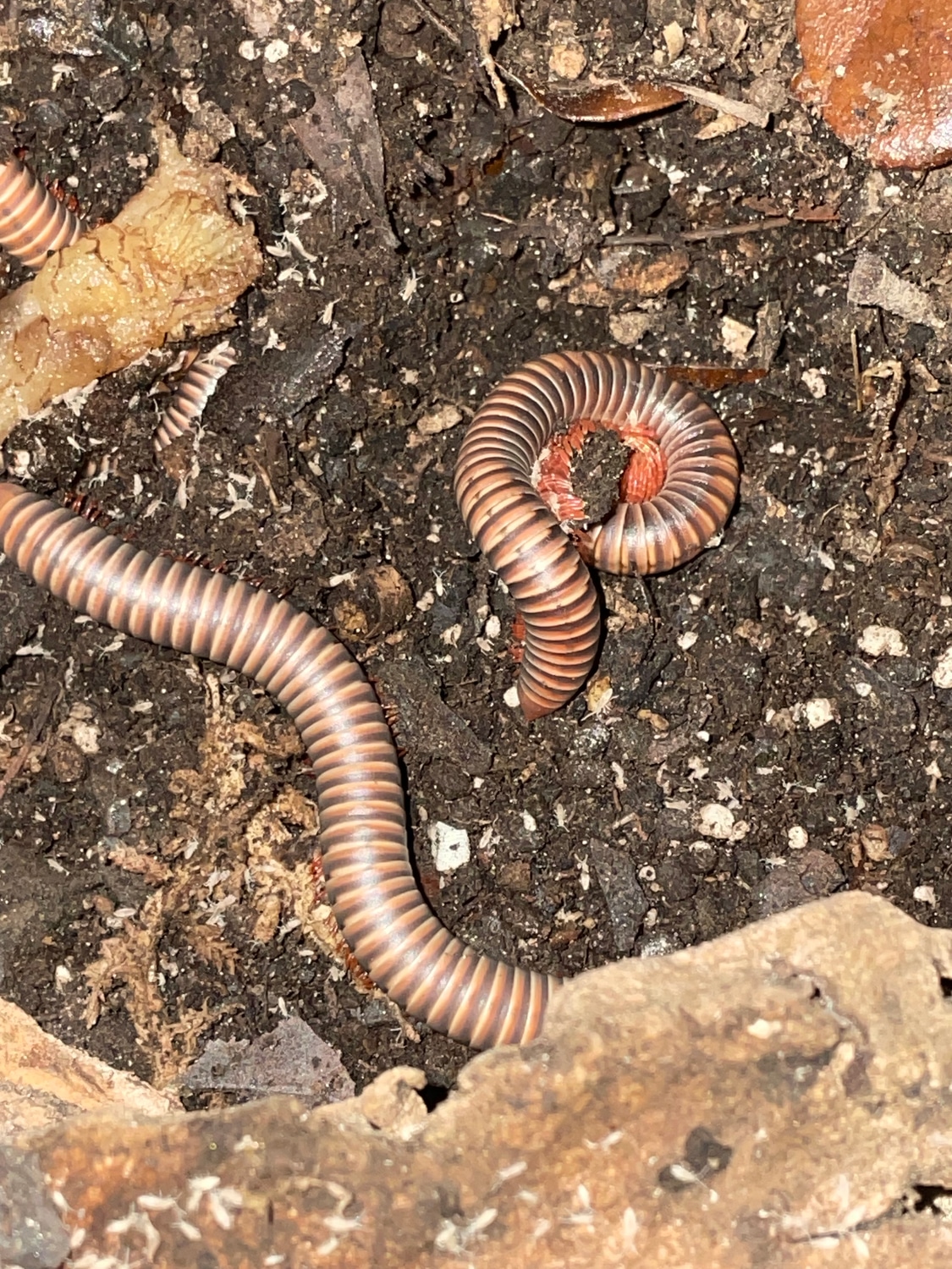 Thai Rainbow Millipede by Weird Critterz LLC - MorphMarket