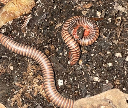 Olive Banded (Spirostreptus Sp. #1) Millipede by Weird Critterz LLC ...