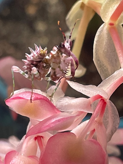 Spiny Flower Praying Mantis I6 by Weird Critterz LLC