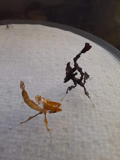 Dragon Praying Mantis by Weird Critterz LLC