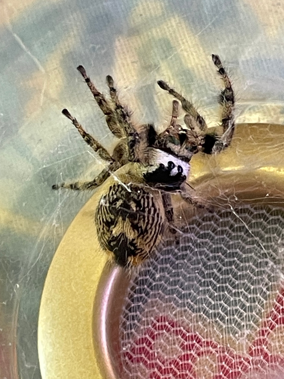 Otiosus Jumping Spider I5 True Spider by Weird Critterz LLC - MorphMarket
