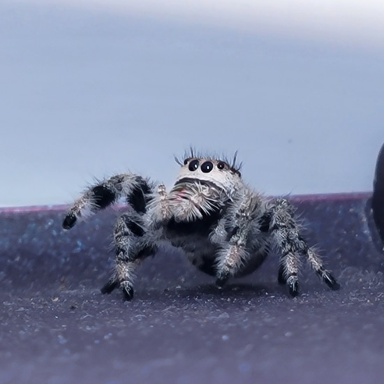 Regal Jumping Spider- Female, Exact by Weird is Beautiful