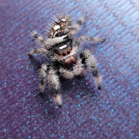 Female Regal Jumping Spider- Exact by Weird is Beautiful