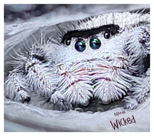 Wicked More Invertebrate by Weird is Beautiful