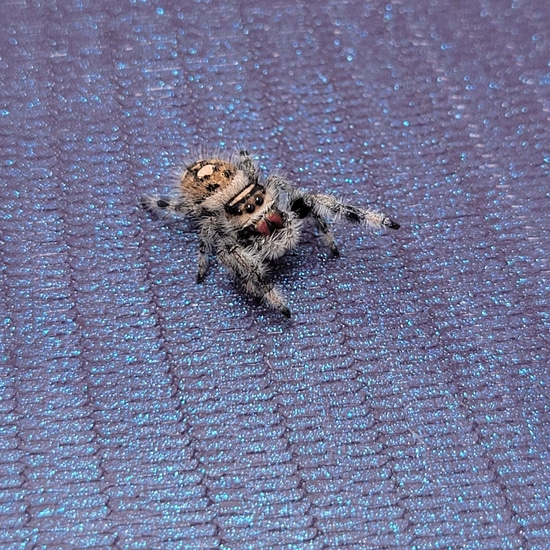 Female Regal Jumping Spider - Exact by Weird is Beautiful