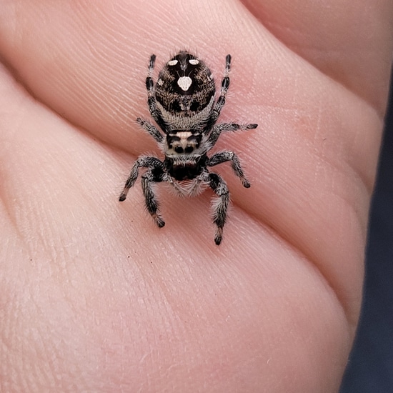 Female Regal Jumping Spider - Exact by Weird is Beautiful