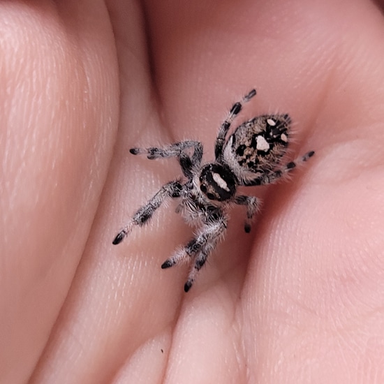 Female Regal Jumping Spider - Exact by Weird is Beautiful