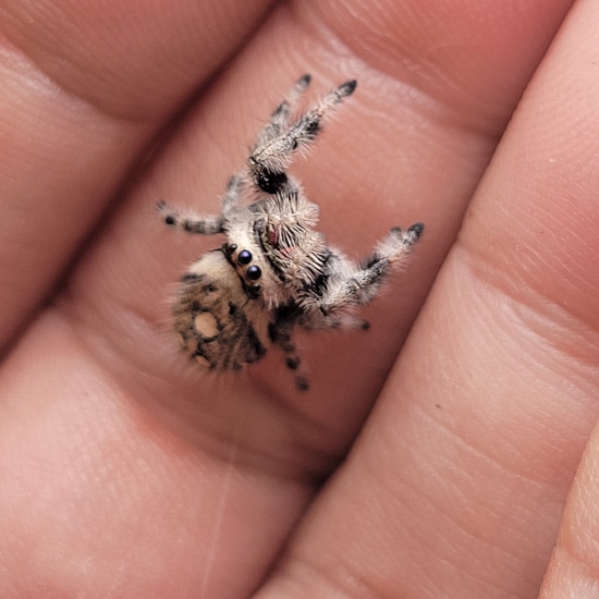 Female Regal Jumping Spider - Exact by Weird is Beautiful